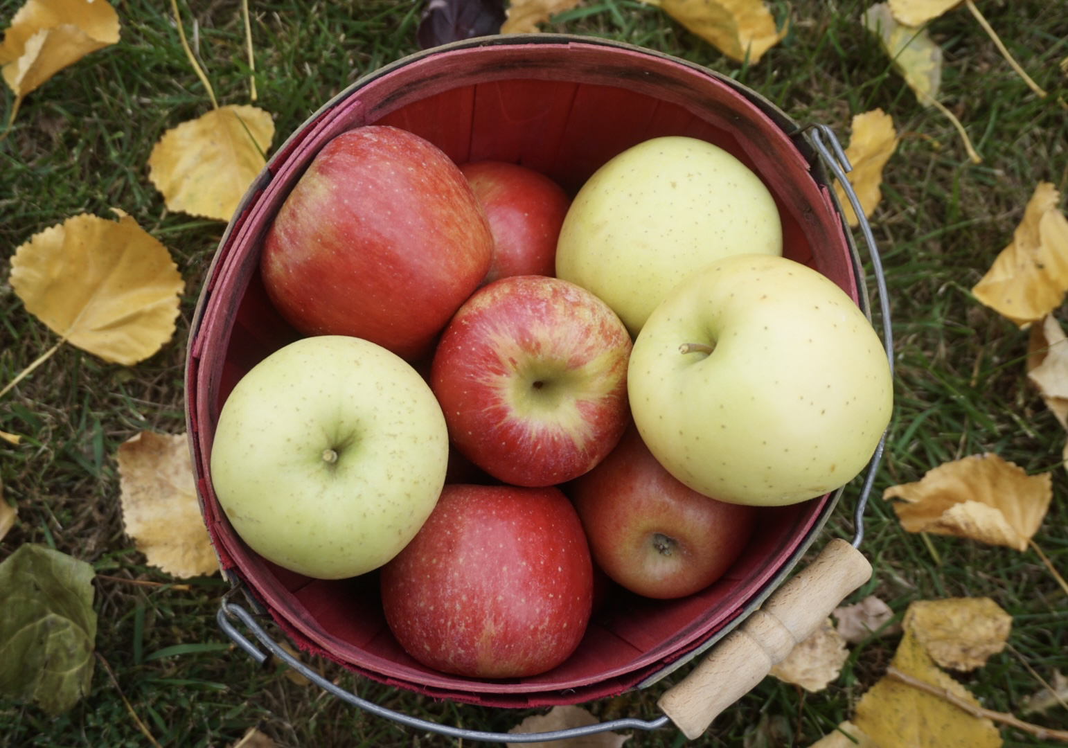 Beginner’s Guide to Finding Local Food – Foxhead Regenerative ...